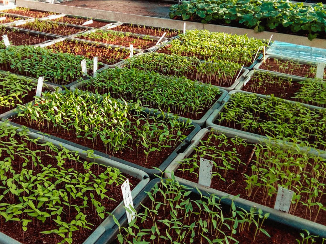 Chili-Experte Alexander Hicks: Göppinger Schärfe - prisma